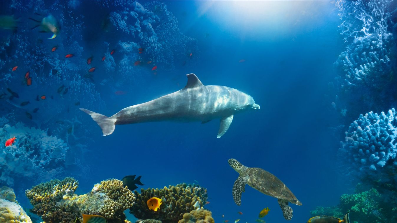 KISALFOLD - Összeomlóban van a biodiverzitás a Földközi-tenger keleti ...
