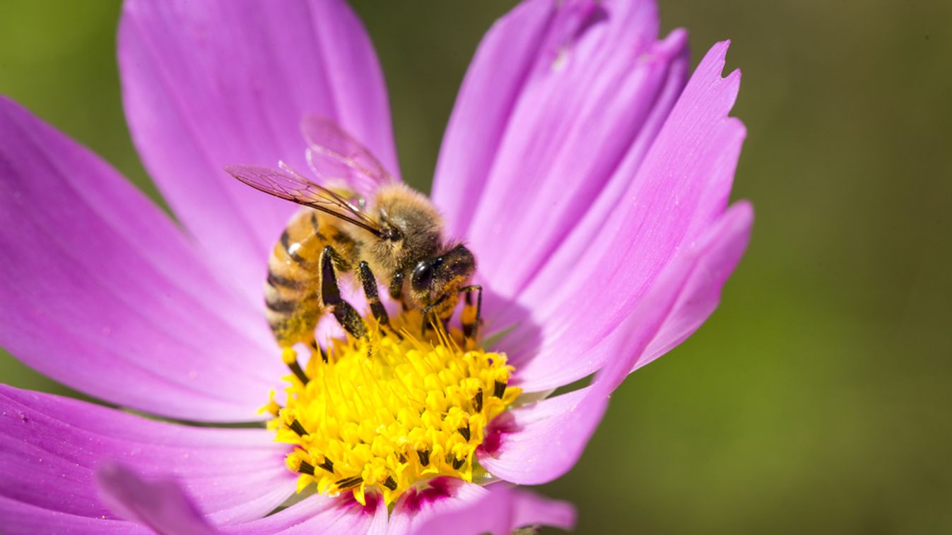 KISALFOLD - A beporzó rovarok fontosságára hívják föl a figyelmet