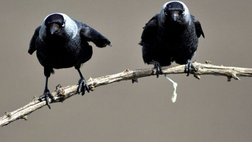 KISALFOLD - Csókák