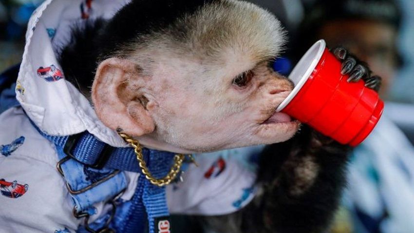 KISALFOLD - Szomjas majom