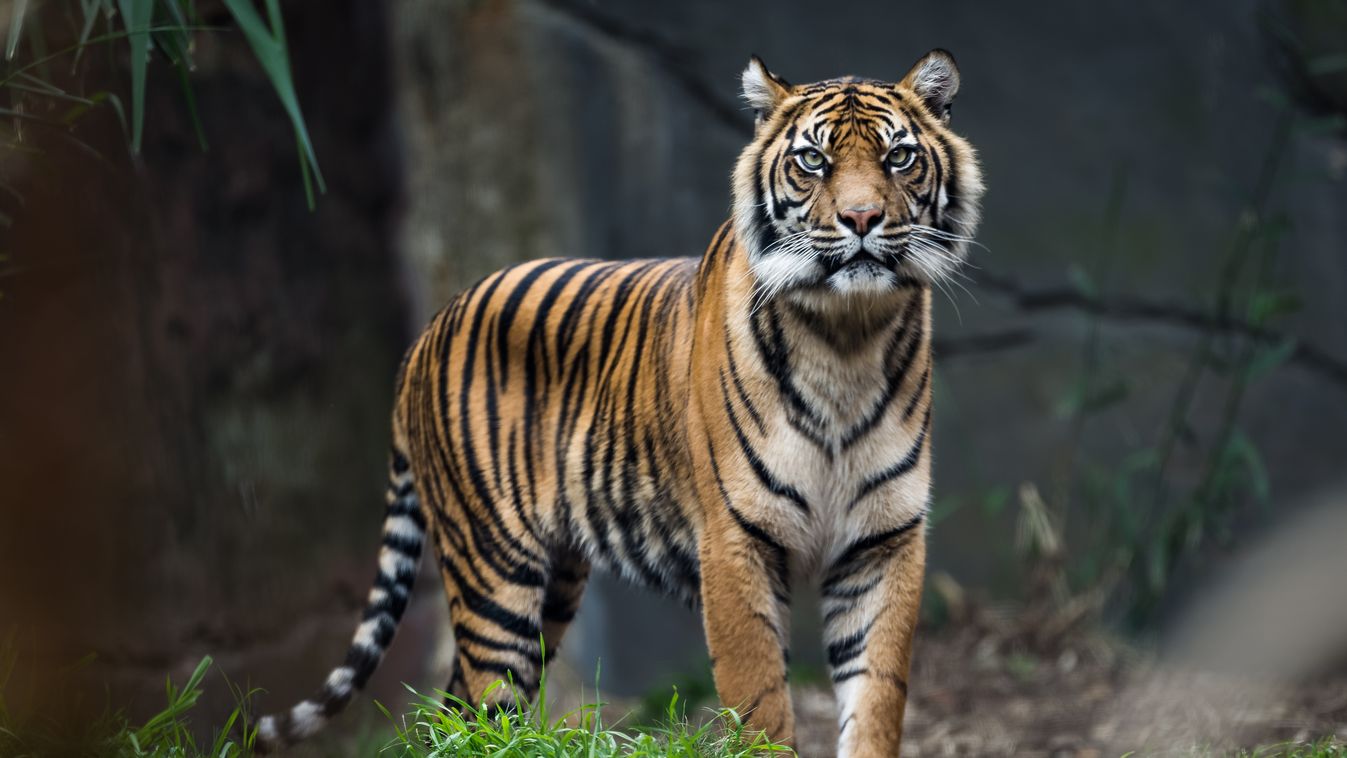 KISALFOLD - Öt hónapja egy ország figyeli egy tigris kóborlását