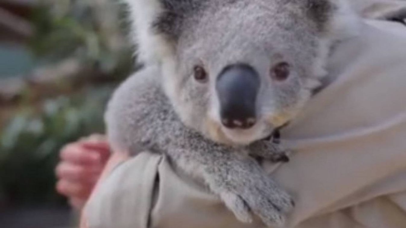 KISALFOLD - Ez a cuki koala imádja, ha csiklandozzák - videó