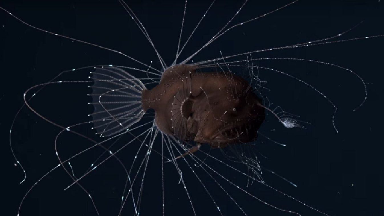 KISALFOLD - Először kaptak lencsevégre egy horgászhal párt - Videó