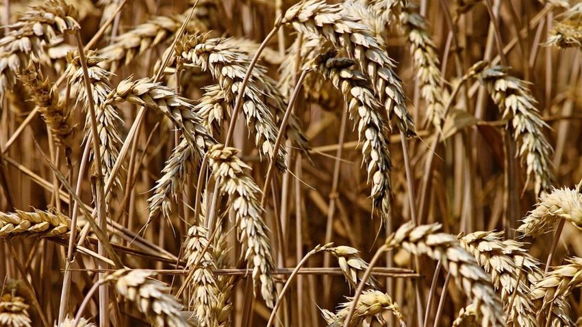 KISALFOLD - 20 millió embert képes ellátni búzával a magyar mezőgazdaság KISALFOLD - 20 millió embert képes ellátni búzával a magyar mezőgazdaság