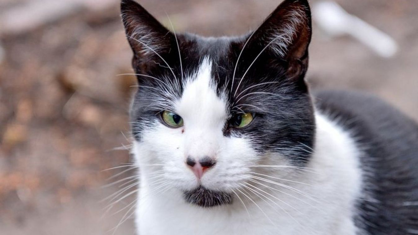 Senkinek sem kell Bob, a kancsal macska