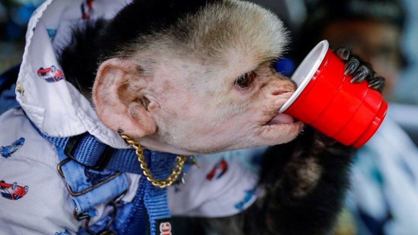 KISALFOLD - Szomjas majom