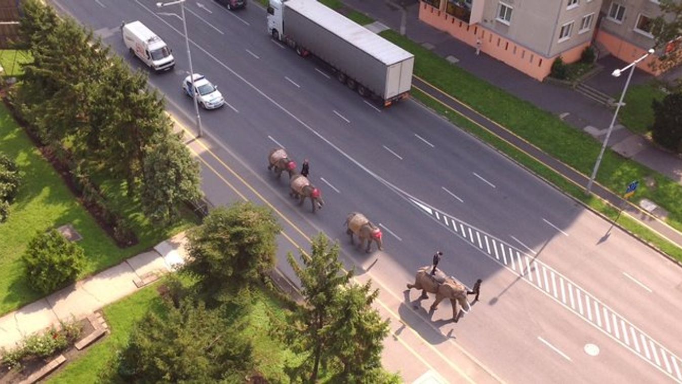 KISALFOLD - Elefántok sétáltak a győri Szigethy Attila úton - fotók