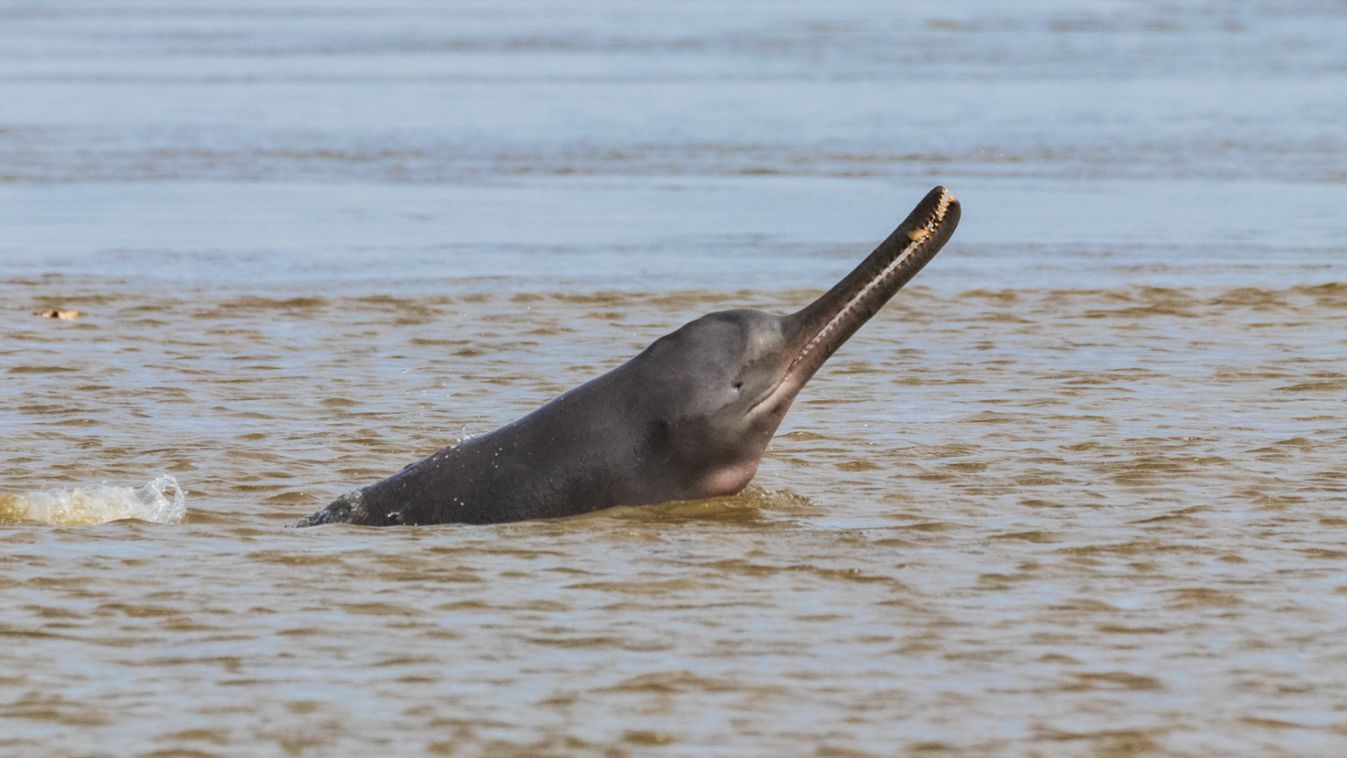Nagy erőkkel próbálják megmenteni az eltévedt delfineket Pakisztánban