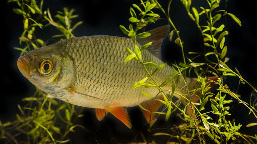 KISALFOLD - A bodorka lett az év hala 2022-ben