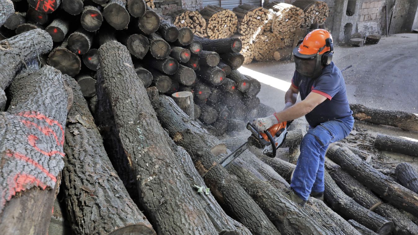 Roham a hatósági áras fáért