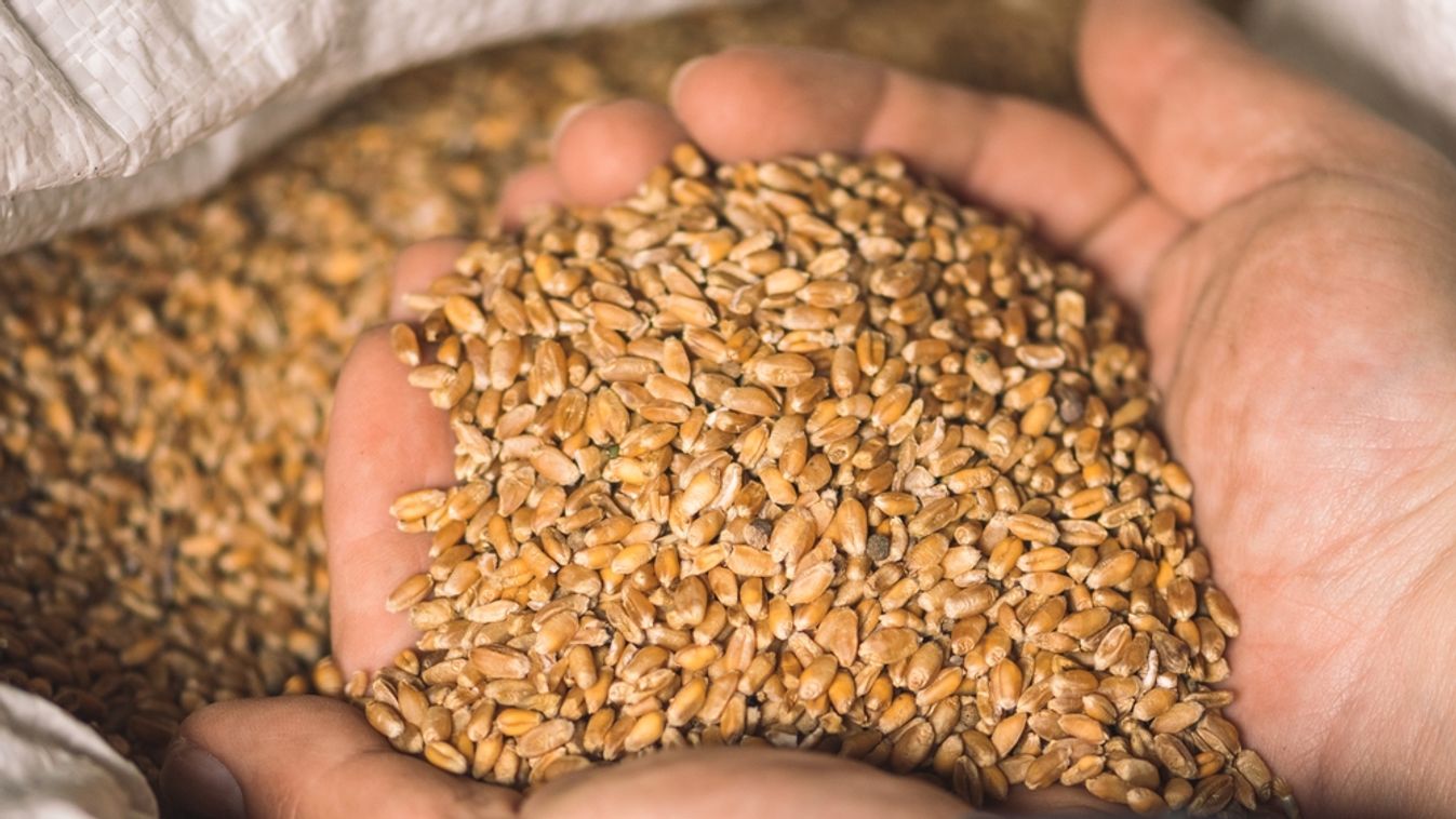 Magyarország minden lehetséges eszközzel segíti az ukrán gabona vasúti szállítását