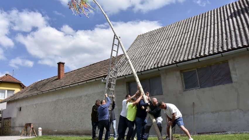 KISALFOLD - Májusfát állítottak Dunaszigeten - fotók
