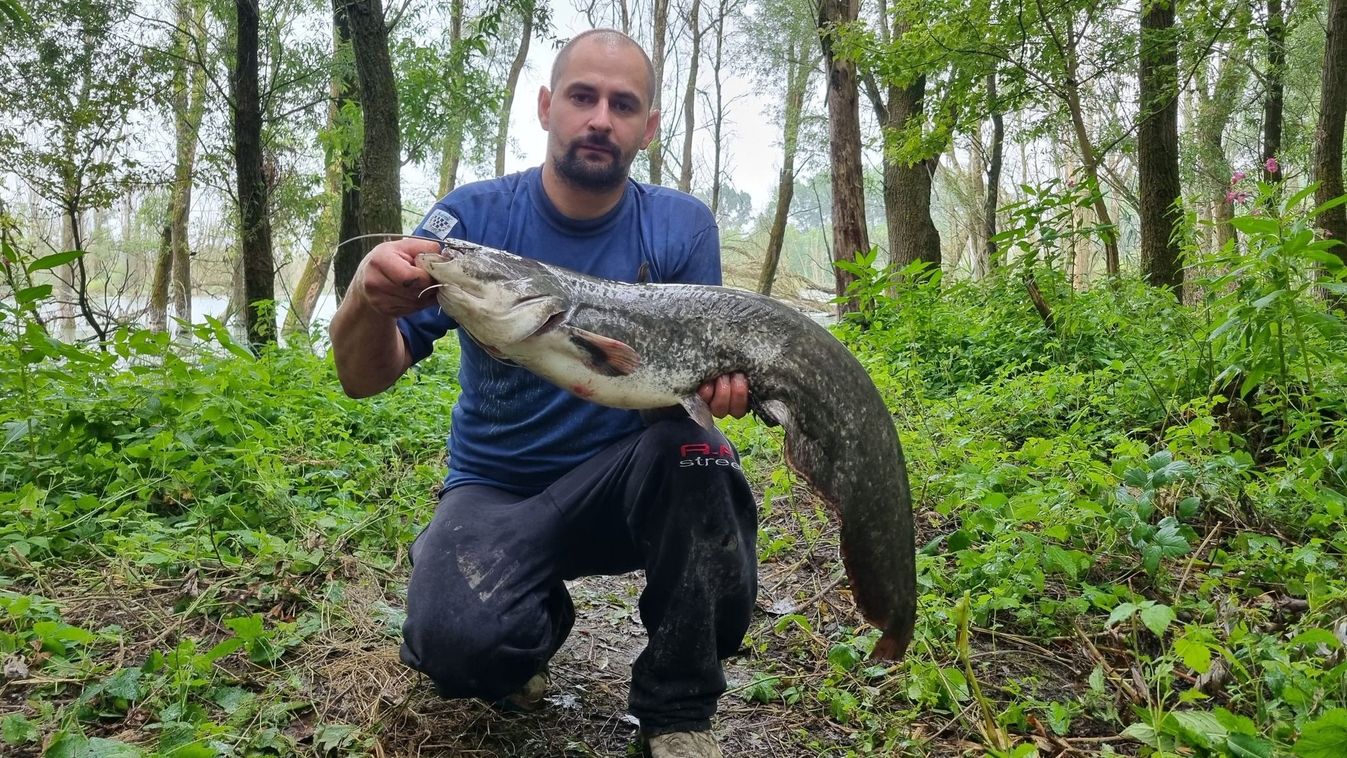 Nyurga ponty és szürke harcsa – Cikksorozatban mutatjuk meg ...