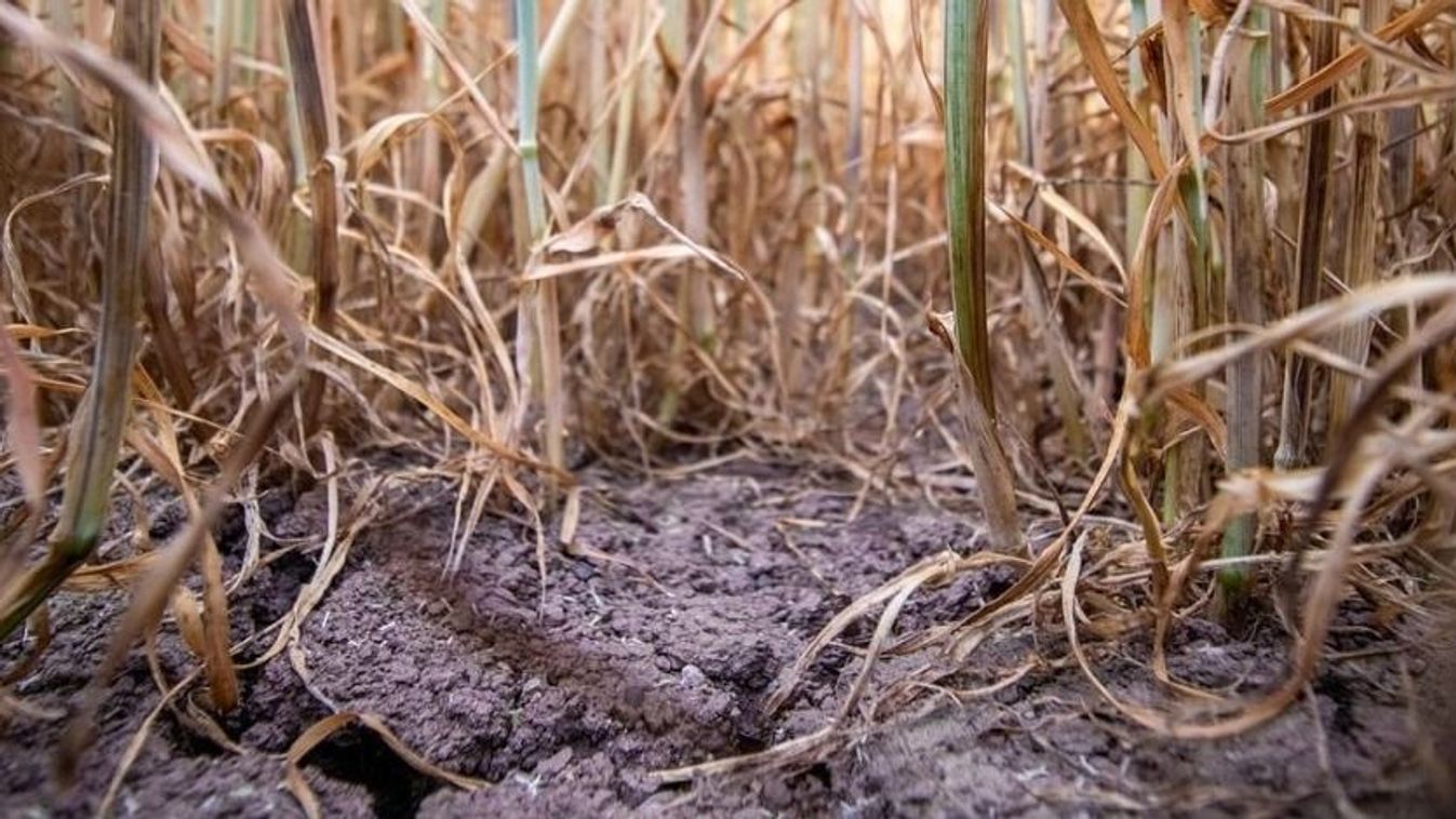 Csapadék: Nagy szükség lenne még esőre az ország egyes részein