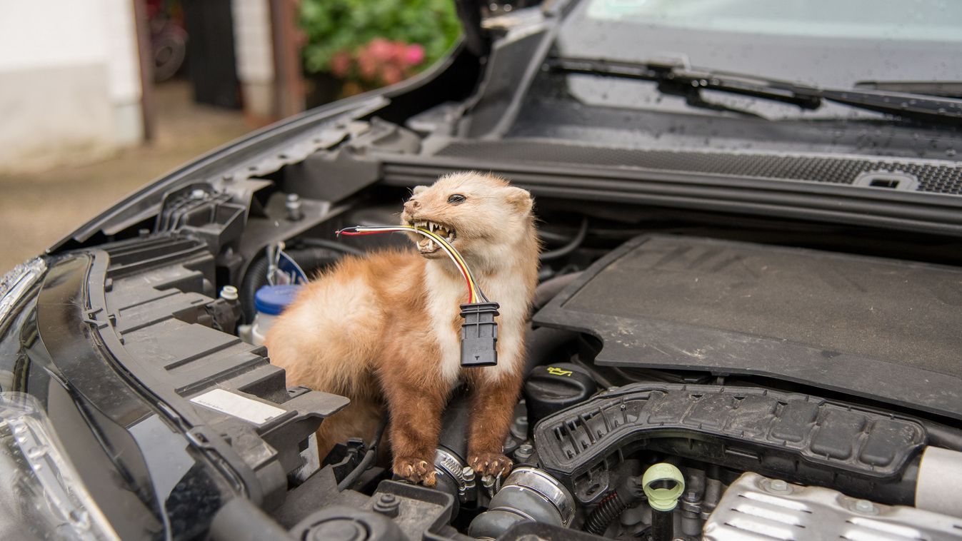Nyest invázó a városokban, parkolókban és padlásokon
