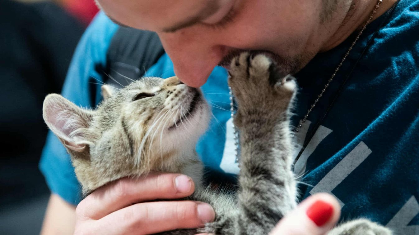 Örökbefogadó nap - Több mint tucatnyi cica talált gazdára - fotók