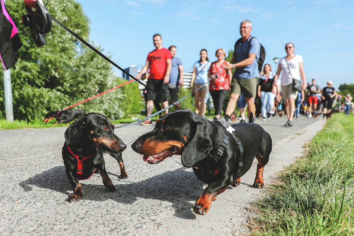 Tacsi Tali harmadik alkalommal is Győrben