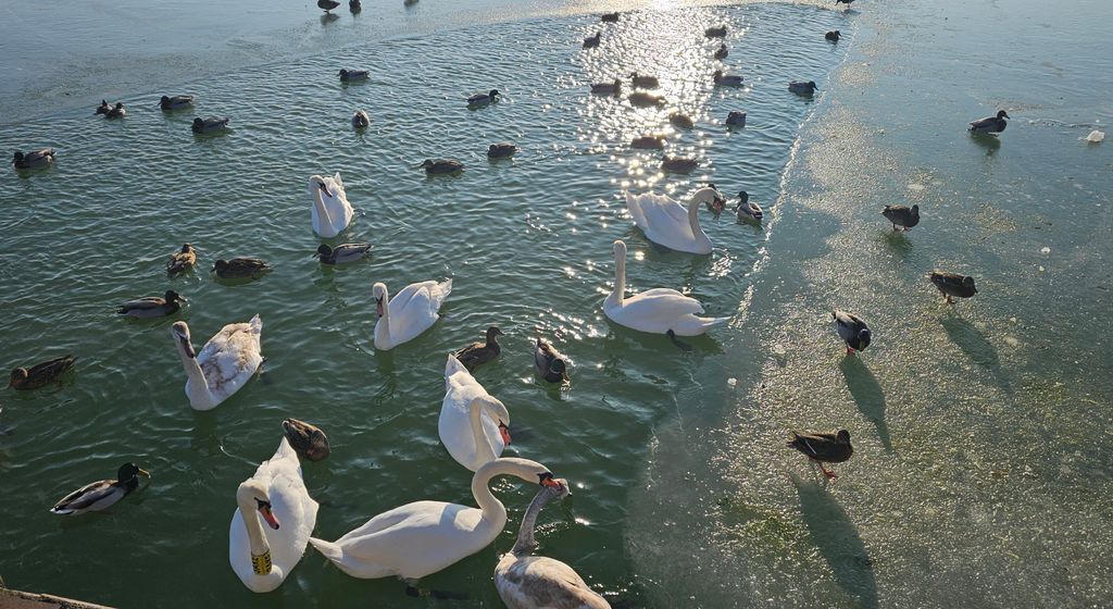 Befagyott Balaton: Győrből Balatongyörökre szervezett útunk egyik ...